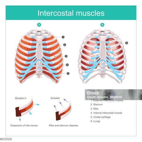 Intercostal Muscles Stock Illustration Download Image Now Human Rib