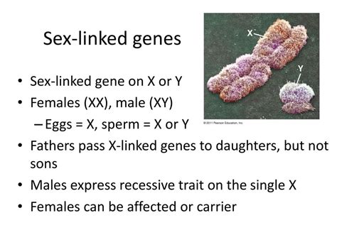The Chromosomal Basis Of Inheritance Ppt Download