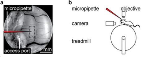 Dendritic Coincidence Detection In Purkinje Neurons Of Awake Mice Elife 2020 183lab