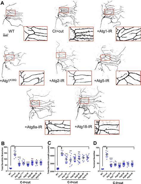 Autophagy Is Required For Cut Mediated Dendritic Terminal Branching Download Scientific