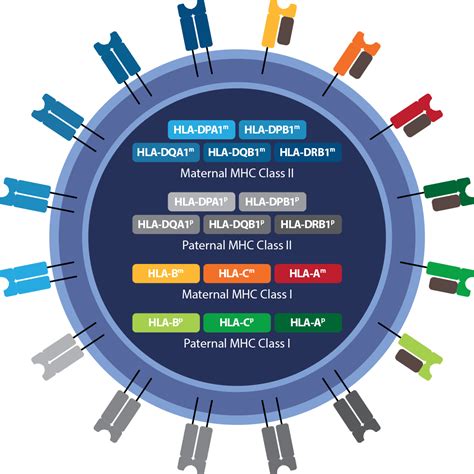 Human Leukocyte Antigen Hla Caris Life Sciences