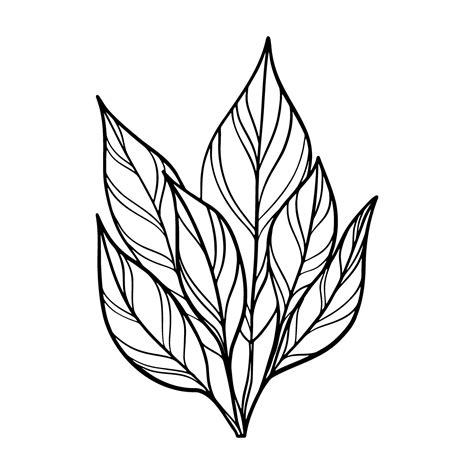 Symmetrical Leaf Patterns A Minimalist Line Art Exploration 46802110