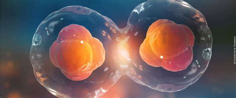 Núcleo Celular O Que é Funções Estrutura Nuclear E Divisão Celular