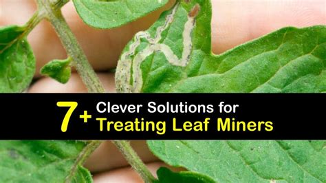 Treating Leaf Miners Smart Tips For Controlling Leaf Miners Treating Leaf Miners Smart Tips For Controlling Leaf Miners