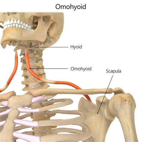 Omohyoid Print Human Anatomy Chapter 10 Flashcards Easy Notecards