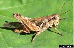 Grasshopper Nymph Stage