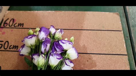 인터넷꽃도매시장 리시안셔스 생화 생화택배 생화도매 장미대량구매 꽃 꽃종류 꽃다발 꽃도매 꽃시장 부산꽃시장 김해꽃시장 꽃쇼핑몰 김해꽃 부산꽃 꽃싸게사는법 Youtube