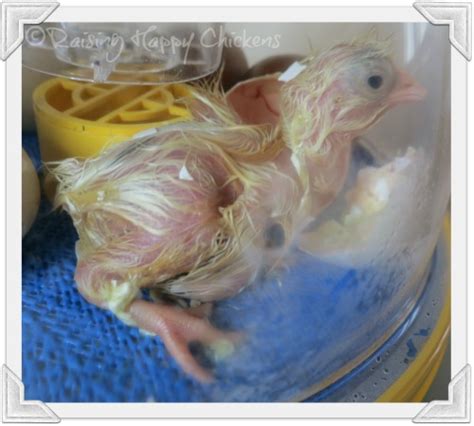 Chick Hatching Days And From Pip To Chick