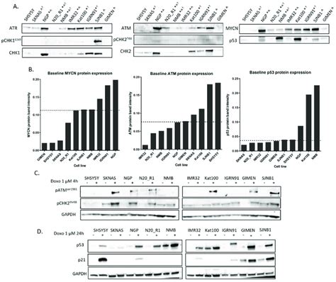 Expression And Function Of Key Dna Damage Response Ddr Proteins In A