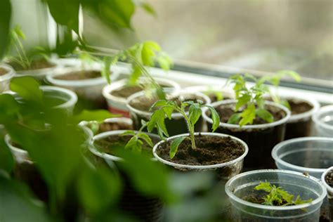 젊은 묘목 플라스틱 컵에 창턱에 성장 하는 젊은 묘목 정원에 심기위한 새로운 식물 야채의 콩나물 토마토 오이 호박 및 기타 작물 발아에 대한 스톡 사진 및 기타 이미지