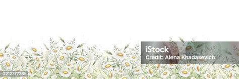 야생화 카모마일 톱풀 초원 풀 손으로 그린 고립 된 수채화 노란색과 흰색 필드의 완벽한 테두리 소박한 꽃 녹색 얼룩 얼룩 및 스플래쉬 복사 공간이 있는 가로 배너 0명에