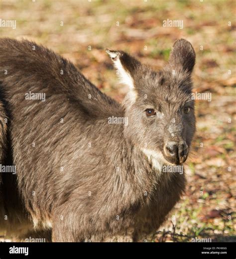 Face Of Australian Eastern Wallaroo Macropus Robustus Staring At Camera In The Wild At