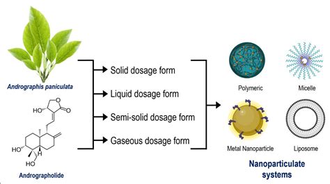 Molecules Free Full Text Andrographis Paniculata Dosage Forms And Advances In