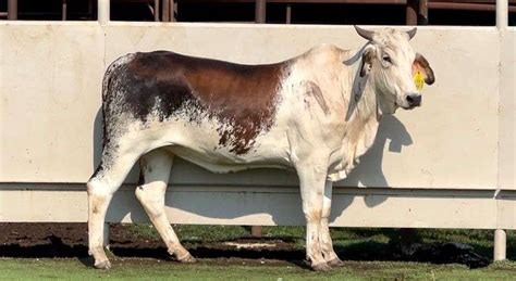 Open Brahman Cross Heifer Jandj Cattle Co
