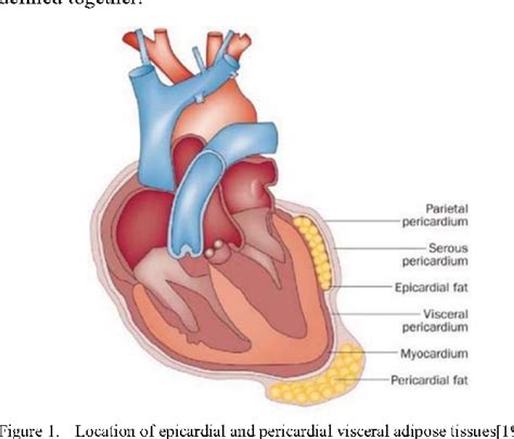 Figure 1 From Segmentation Of Cardiac Epicardial And Pericardial Fats By Using Gabor Filter Bank