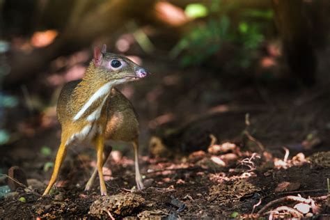 Chevrotain Size