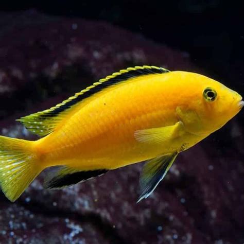Electric Yellow Cichlid Concrete Blonde Aquatics