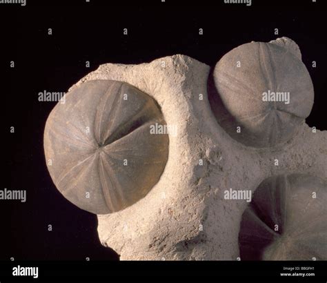 Fossil Sea Urchins Clypeus Ploti In Jurassic Inferior Oolite