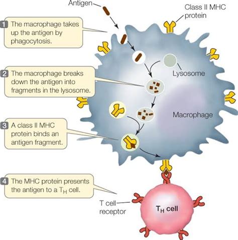11 03 Phagocytes Biomed Foundation