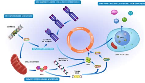 Assay Development To Monitor Cell Senescence Charnwood Discovery