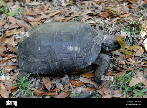 Gopher Tortoise Gopherus Polyphemus Stock Photo Alamy