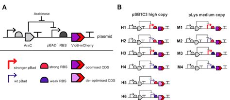 Figure S5 The Combinatorial Library For Different Levels Of Inducible
