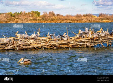 Flock Of Pelicans Resting Nesting On A Floating Wooden Nest Structure