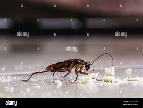 Dirty Cockroach Walking On The Floor Eating Crumbs Of Garbage