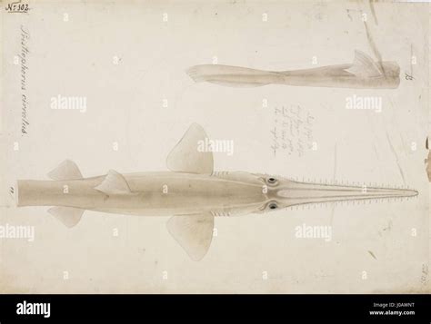 Naturalis Biodiversity Center Rmnhart49 Pristiophorus Japonicus