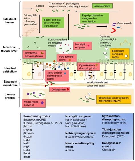 C Perfringens Toxins And Food Poisoning Creative Diagnostics C Perfringens Toxins And Food Poisoning Creative Diagnostics