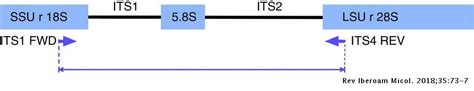 molecular identification of candida species from urinary infections in
