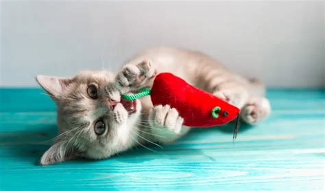 Why Cats Chew Everything Everything You Need To Know Cute Cat Lover