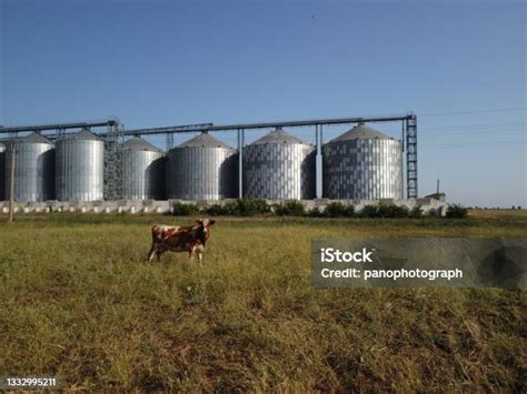 곡물 엘리베이터 농업 구역의 금속 곡물 엘리베이터 수확을 위한 농업 저장 녹색 자연 배경에 곡물 엘리베이터 농업 공장의 외관 아무도 들에 대한 스톡 사진 및 기타 이미지