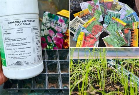 10 Hacks To Improve And Speed Up Seed Germination By 300