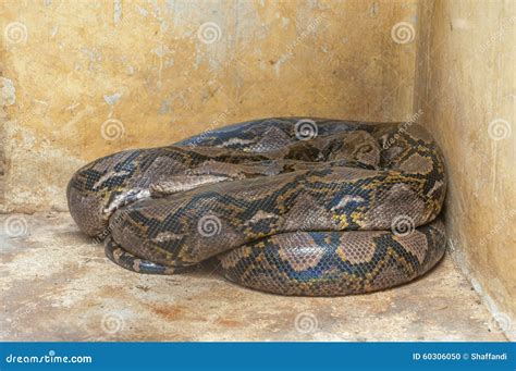 Python Stock Photo Image Of Dangerous Ball Rock Royal