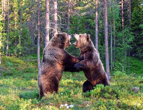 Professional Drama Linkedin Fun Sales Sarah Ringelheim