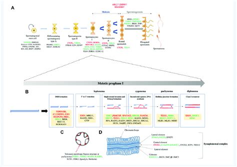 A Schematic Representation Of The Genes Involved In The Major Events In