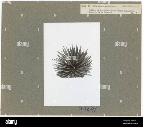 Tree Identification Joshua Tree Photographs Relating To National