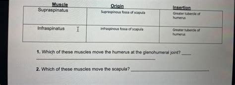 Solved Muscle Supraspinatus Origin Supraspinous Fossa Of
