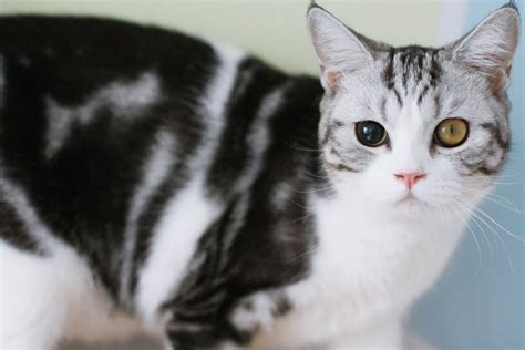 Why Do Cat Eyes Dilate