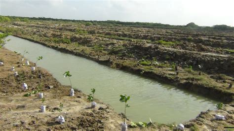 බෙරේ පළුවක් නැති වුණ ලෝක තෙත් බිම් සැමරුම
