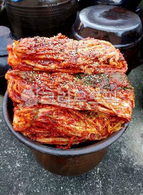 배추 김장 김치 장독대 항아리 사진 이미지 일러스트 캘리그라피 Nepoto1작가