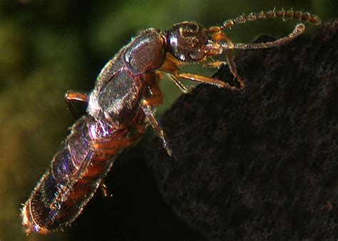 Rove Beetle Staphylinidae Rove Beetles Naturespot