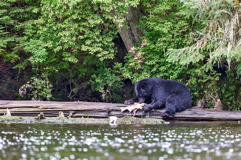 Coast Coho Partnership Wild Salmon Center