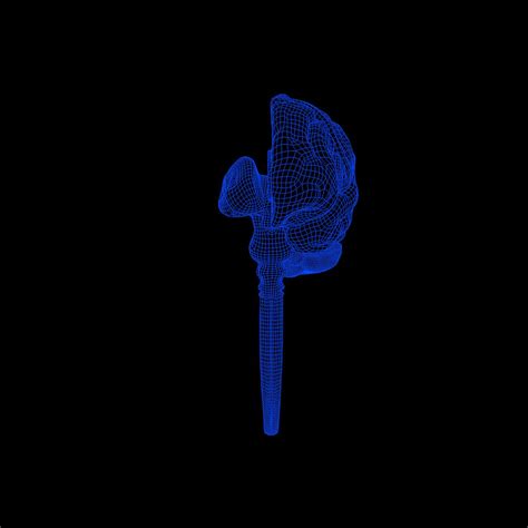 인간 두뇌 색 3d 모델 4 Obj Fbx Dxf 3ds C4d Free3d