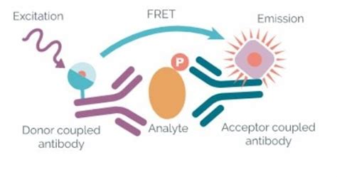 Htrf Assay Selectscience
