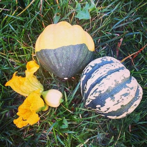 That Crafty Bitch Wild Cucurbits In The Garden
