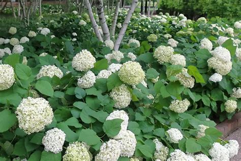 Hydrangea Arborescens Care And Varieties