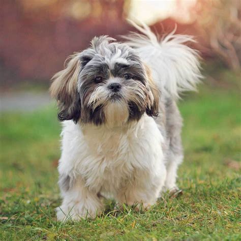 Nome P Cachorro Shih Tzu
