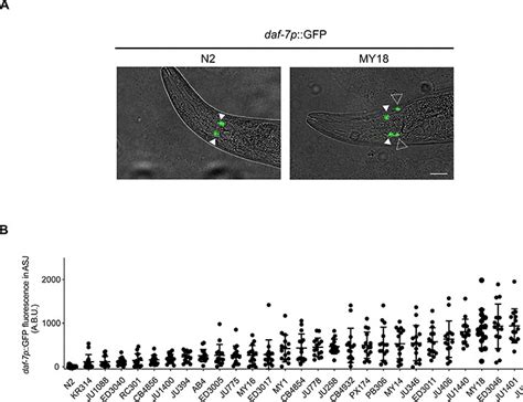Ordo Fraterna Fibonacci On Linkedin Genetic Variants That Modify